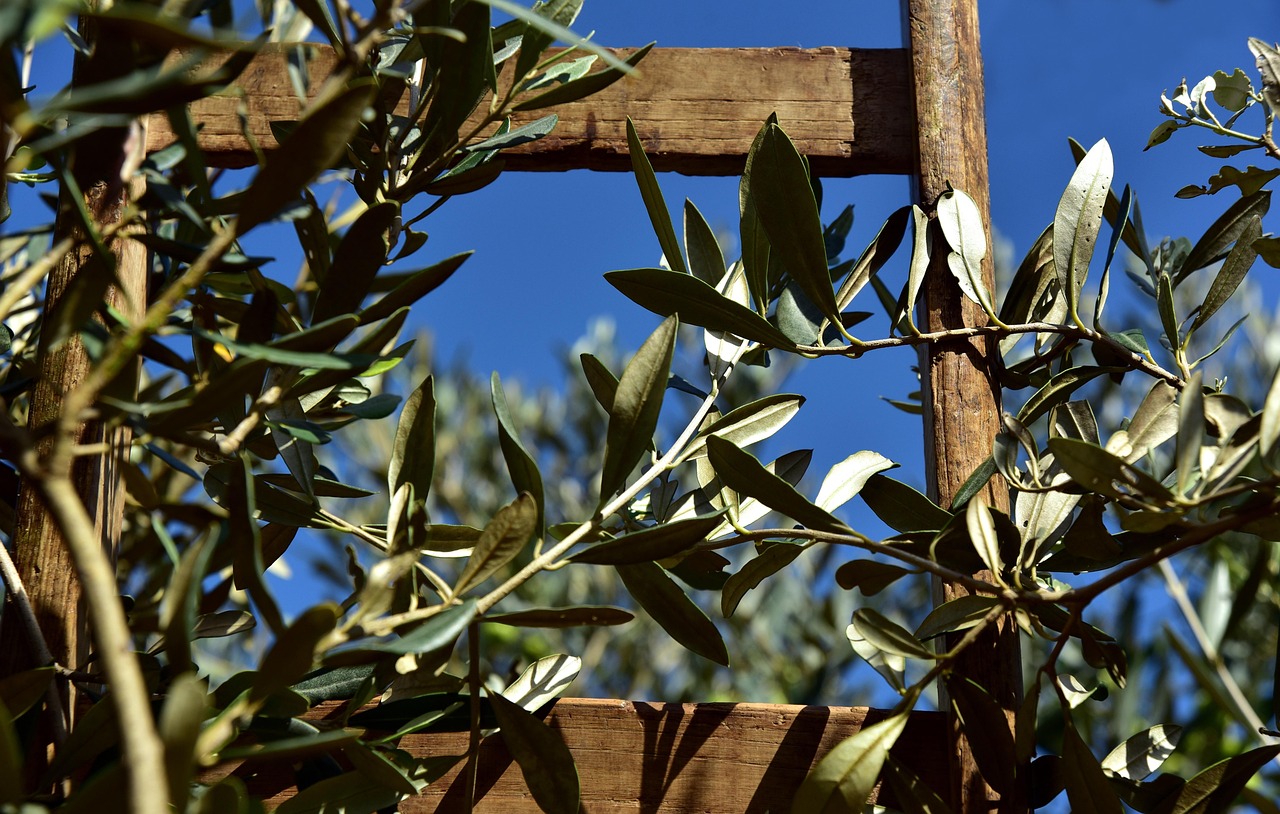 Catalan olive orchard