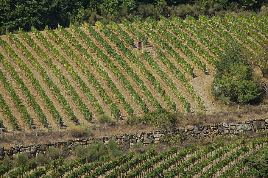Vineyards in the Chianti Classico valleys