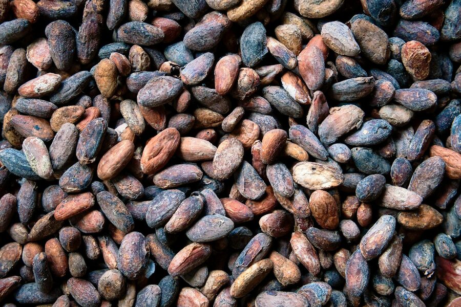 Raw cocoa beans close-up