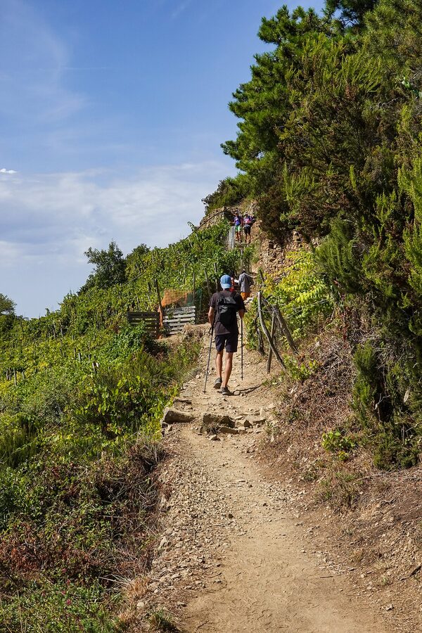 Hikers on Cinque Terre trail with vineyards