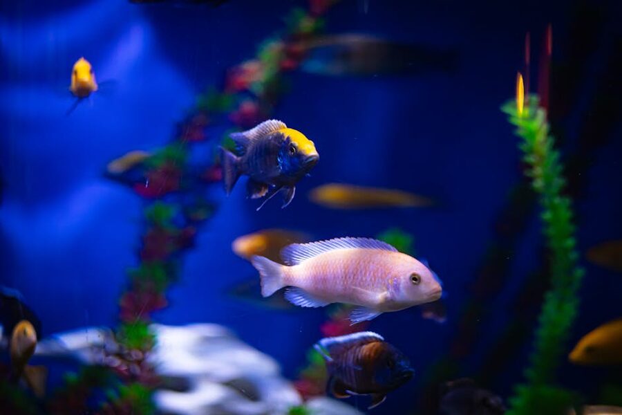 Colorful tropical fish in aquarium