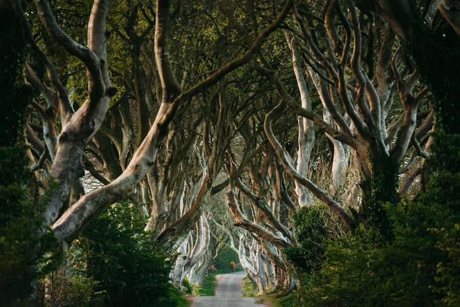Ancient beech trees forming a tunnel at the Dark Hedges in Northern Ireland