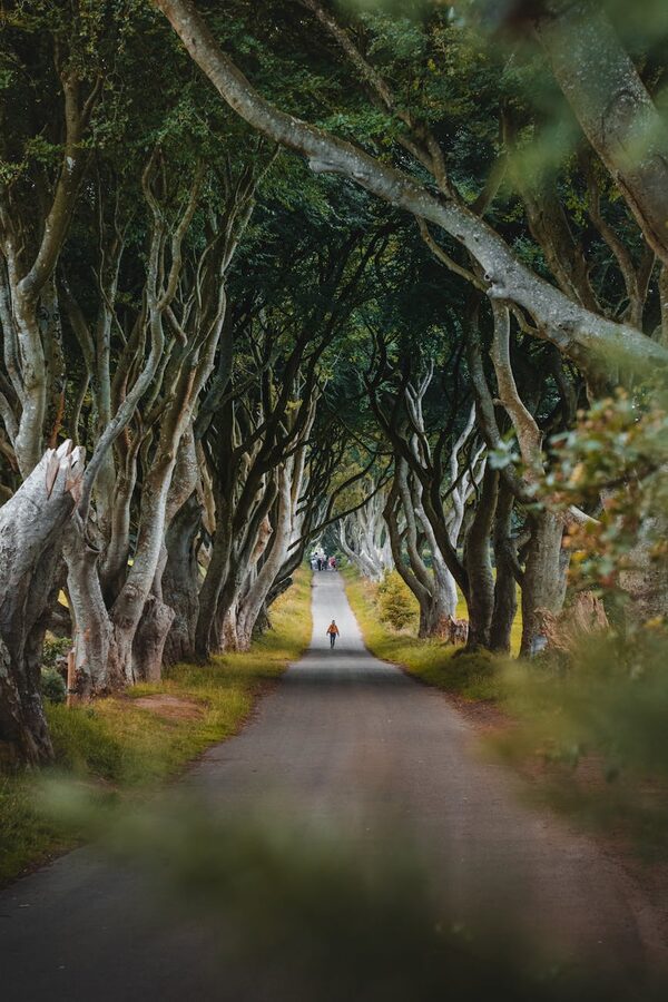 Person walking under twisted beech trees at the Dark Hedges Northern Ireland