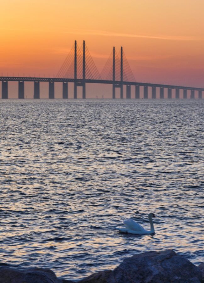 Swan swimming near the Øresund Bridge at sunset