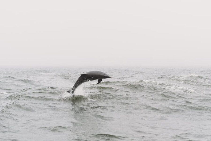 Dolphin leaping above ocean waves