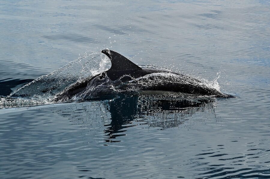 Dolphin pod in blue ocean waters