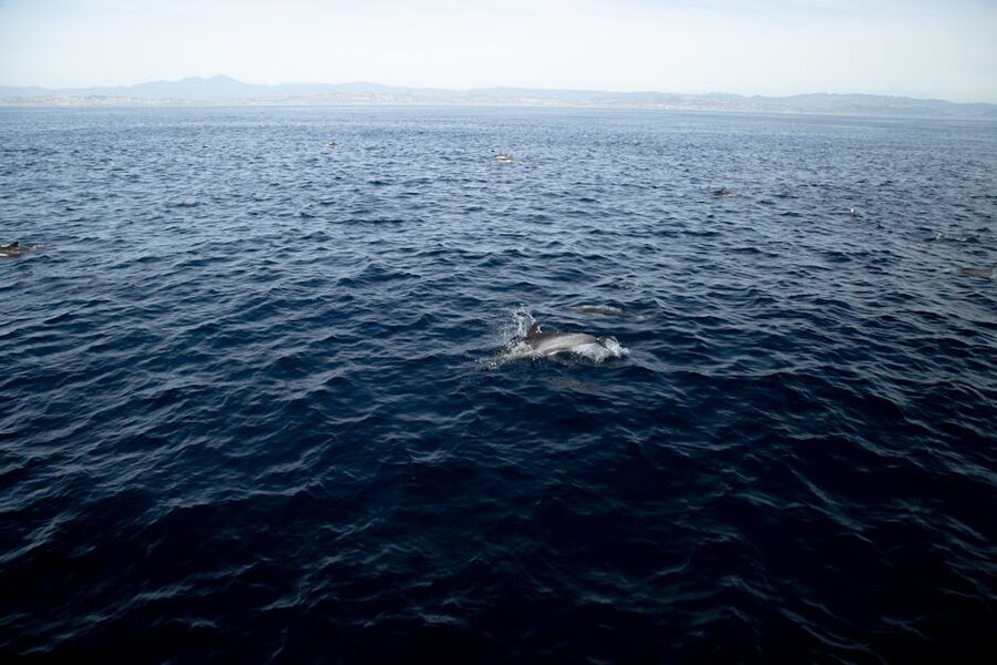 Dolphins swimming in the open blue ocean