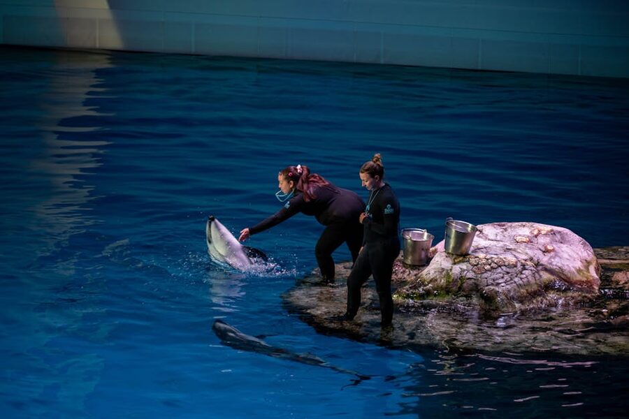 Dolphins interacting with trainers