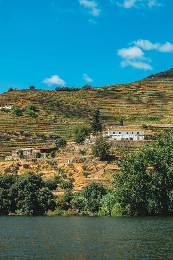Douro Valley hillside covered in green vineyards