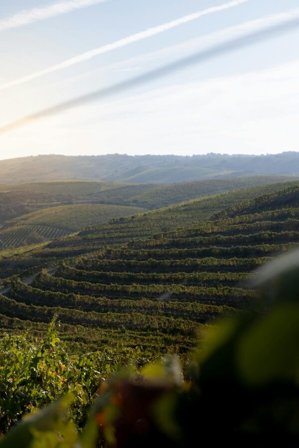 Douro Valley terraces at sunrise with morning light across the vineyards