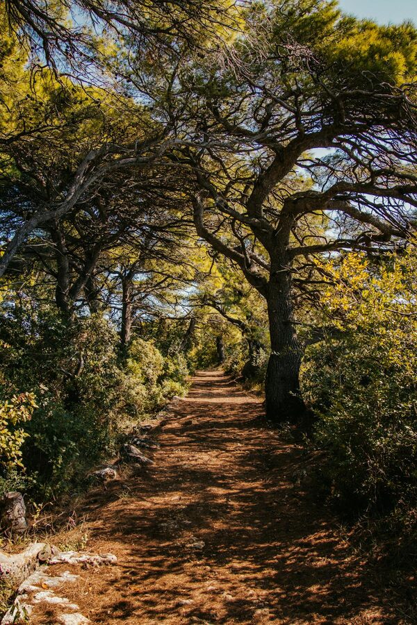 Forest pathway lined with trees on Lopud Island Croatia