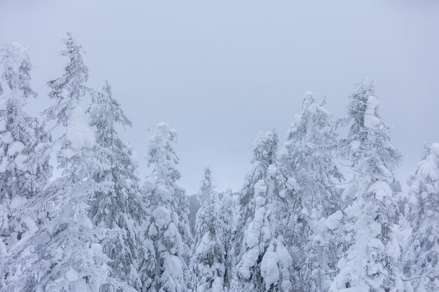Snow-covered trees in a winter forest in Finnish Lapland