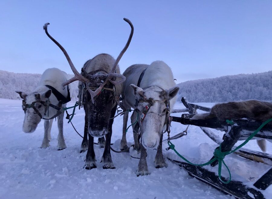 Reindeer pulling a sled across a snowy field in Lapland