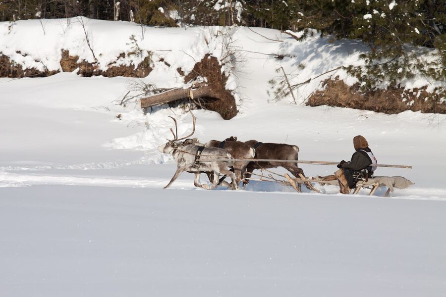 A traditional reindeer sled ride through a snowy Finnish forest