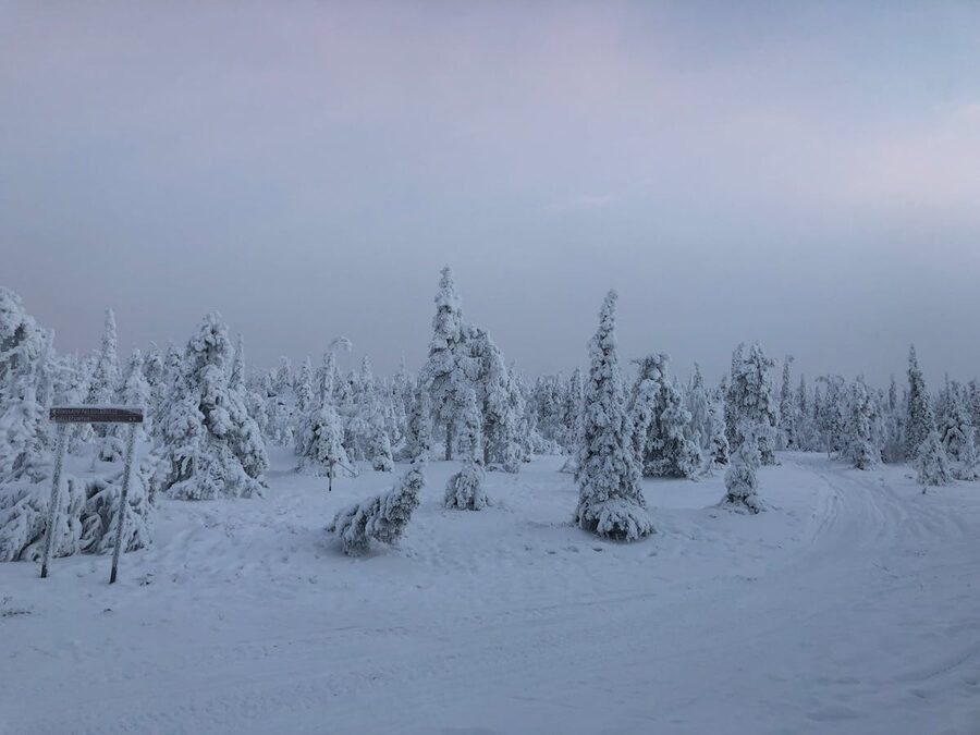 Snow-covered pine trees in a frozen Finnish winter forest