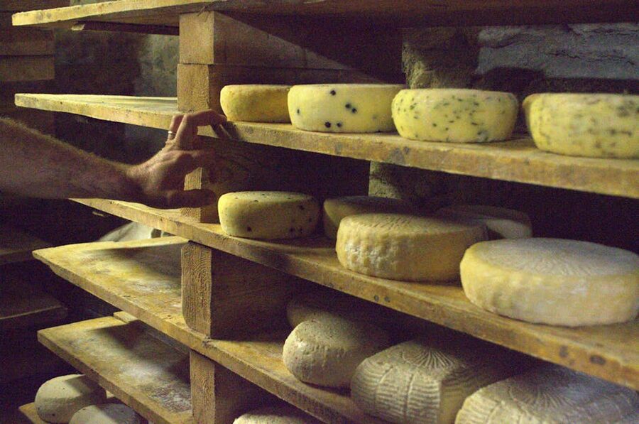 Artisanal cheese aging on wooden shelves