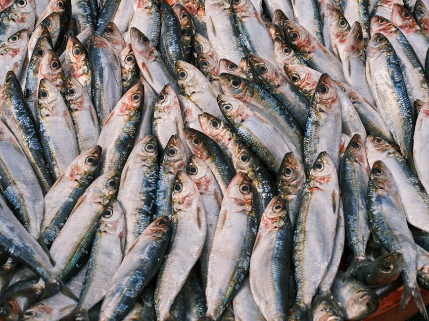 Fresh sardines at a Portuguese market