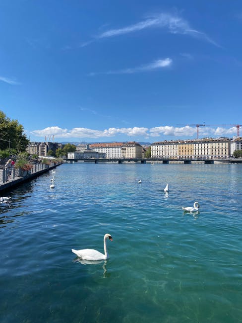 Swans swimming on Lake Geneva with the Geneva city skyline and blue sky behind them