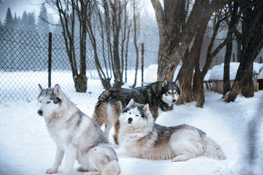 Husky sled dog team in snowy wilderness