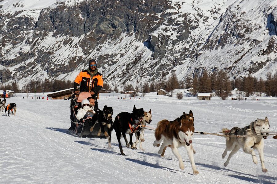 Husky dog sled team in snowy forest