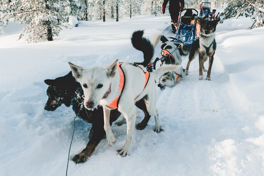 Husky dogs in snow