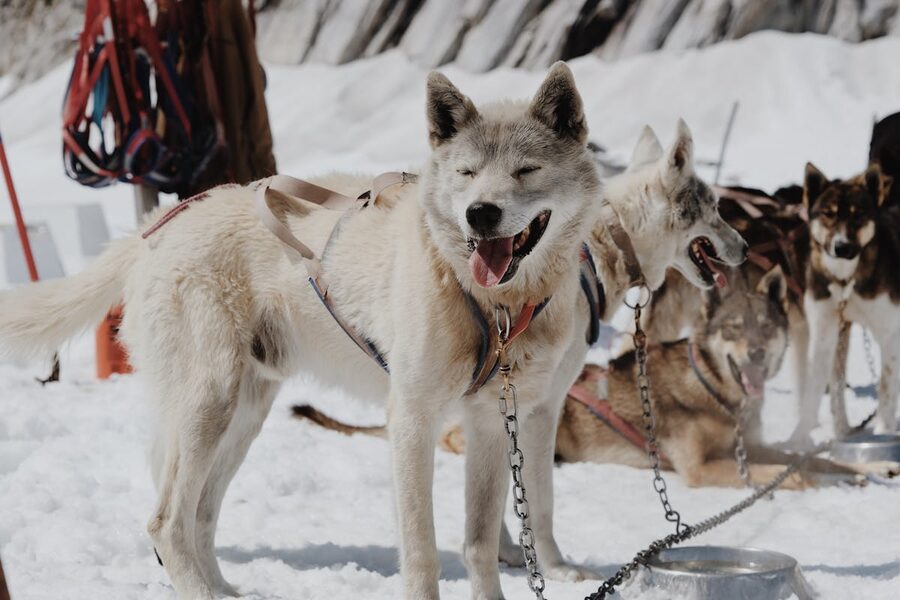 Husky dog sled team in Arctic snow