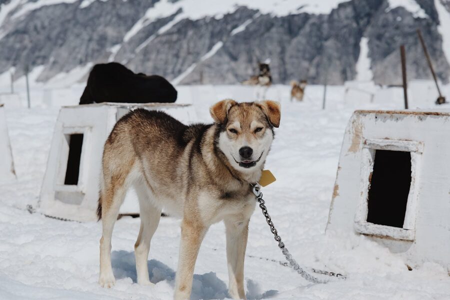 Husky sled dogs in snow with blue eyes