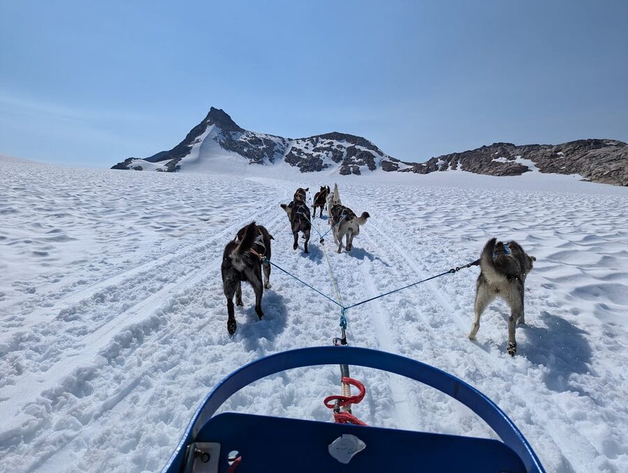Dog sled team running through snowy forest