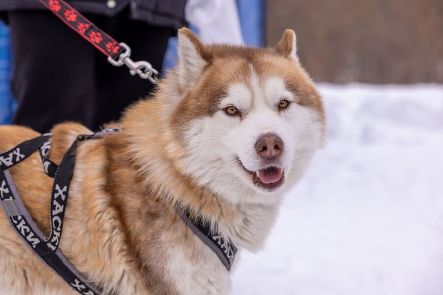 Sled dogs running through snowy trail