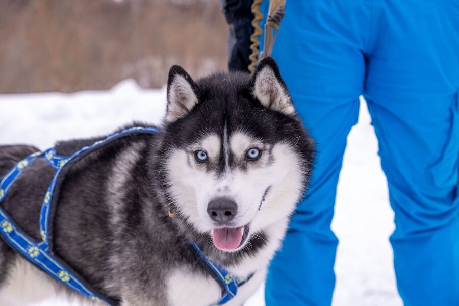Sled dogs on a trail