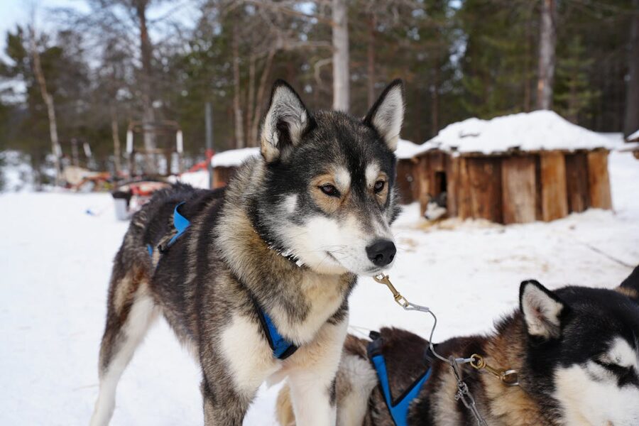 Husky puppy in snow