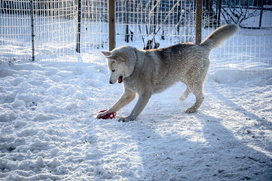 Husky sled dog in snow