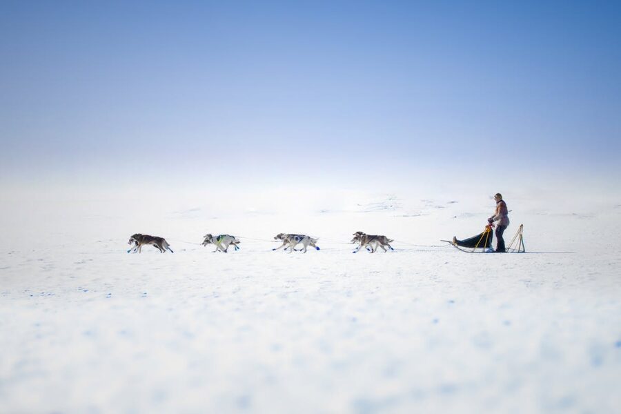 Husky dogs resting in snow