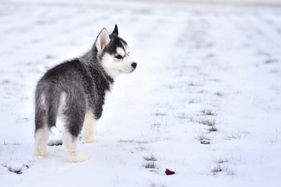 Husky in snow close-up portrait
