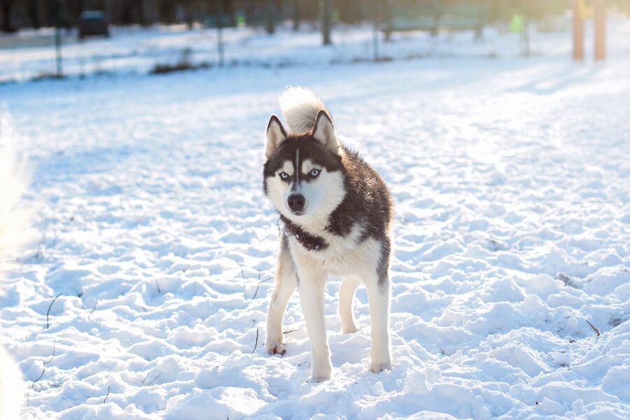 Husky puppy in snow