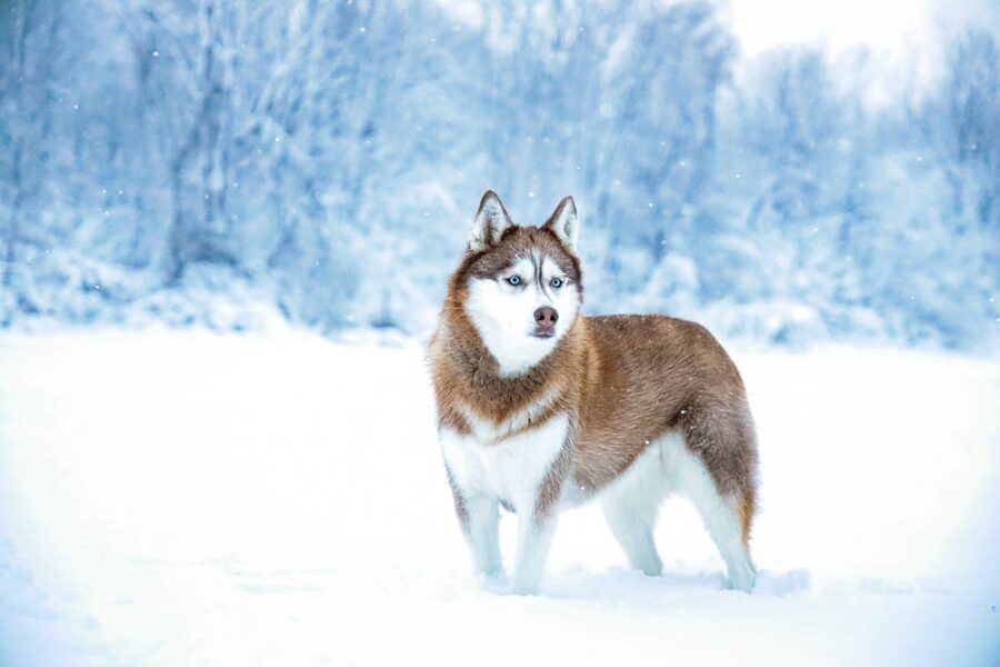 Husky dog with heterochromia in snow