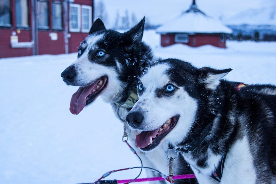 Husky sled dog close-up in snow