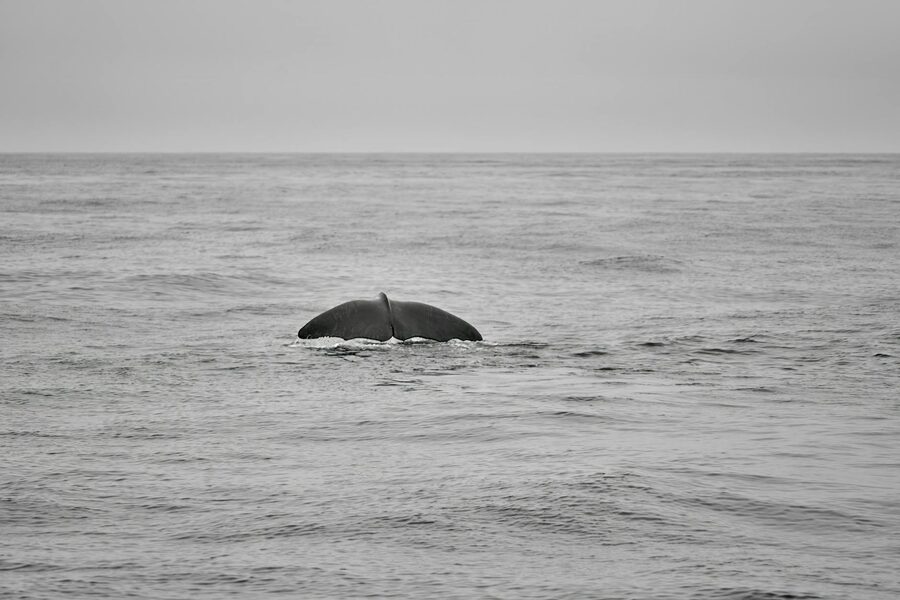Humpback whale fluke near Bleik, Norway