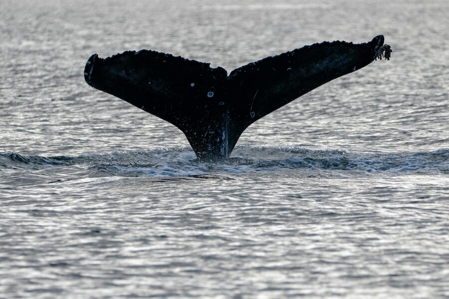 Humpback whale tail fluke splashing in Arctic waters