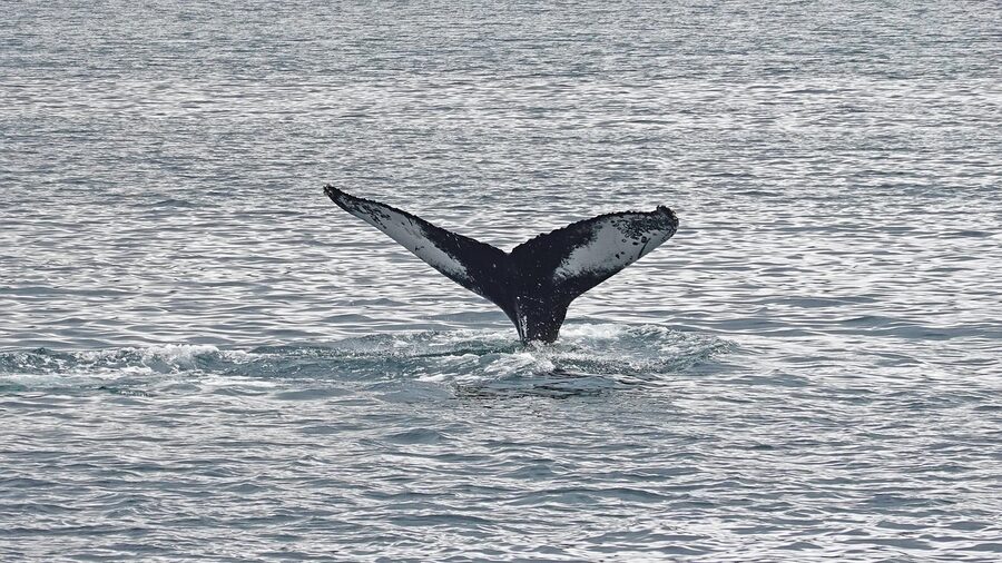 Humpback whale tail in an Icelandic fjord