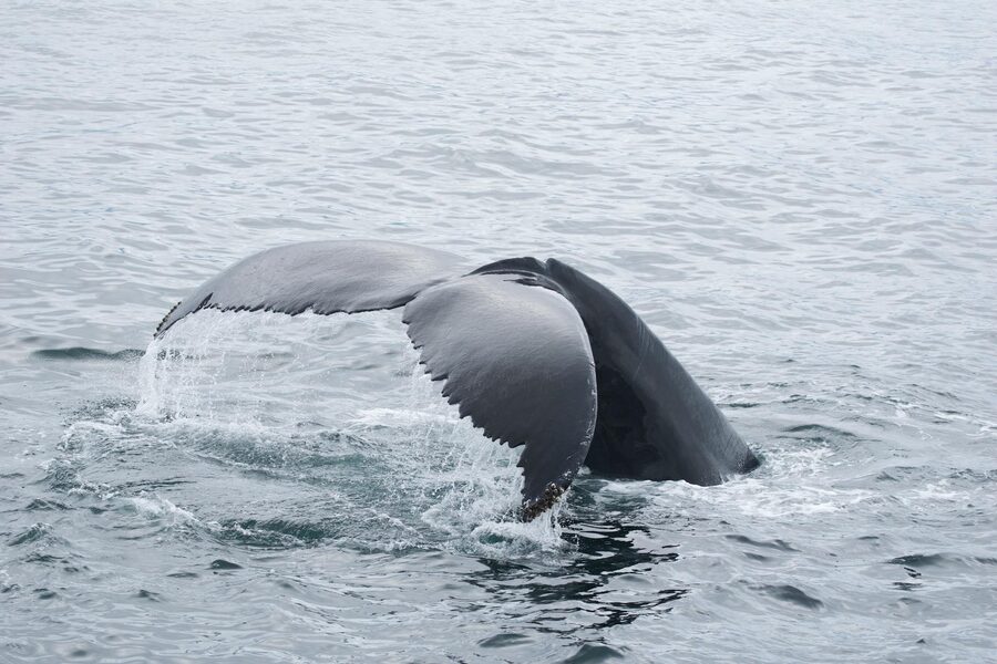 Humpback whale tail emerging from ocean surface