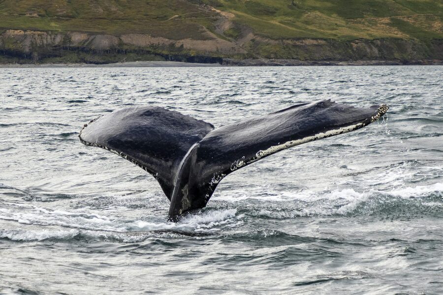 Humpback whale tail rising above the ocean