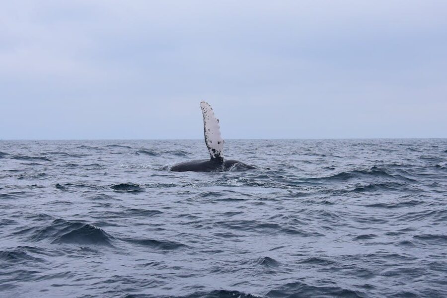 Humpback whale fin breaching the ocean surface