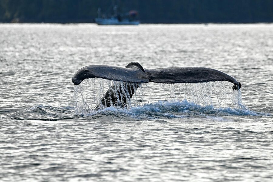 Humpback whale tail fluke rising above ocean surface