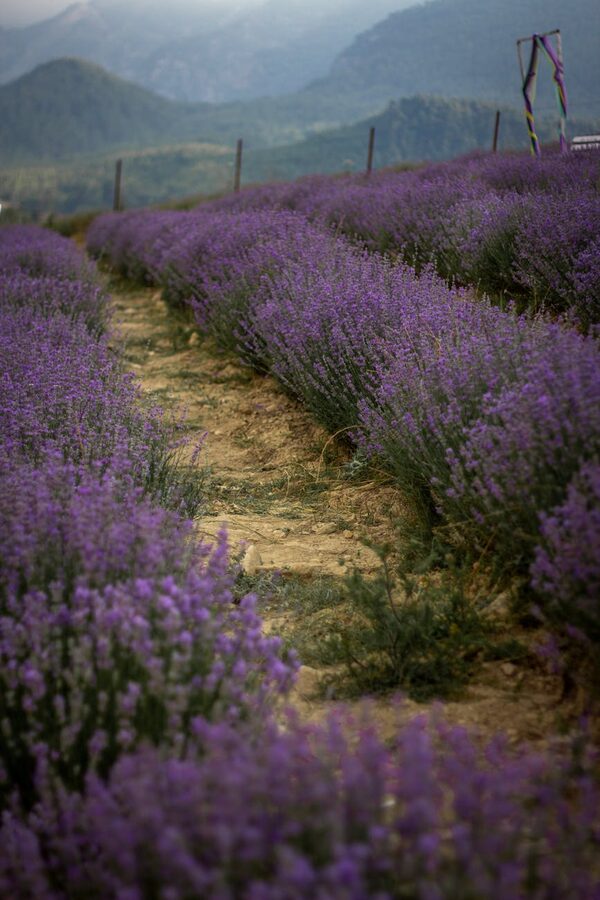 Purple lavender field in bloom