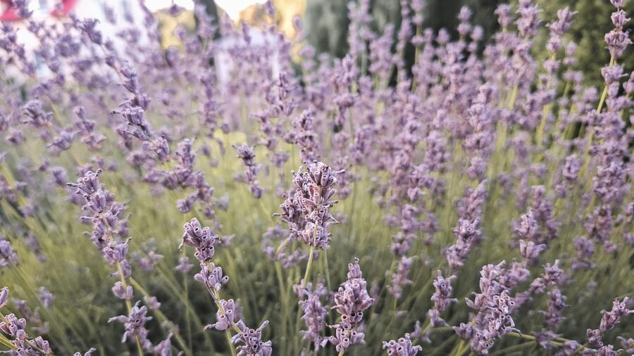 Close up of blooming lavender flowers