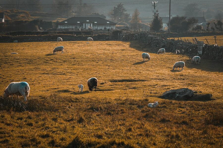 Sheep grazing in a green Irish countryside field on a warm day