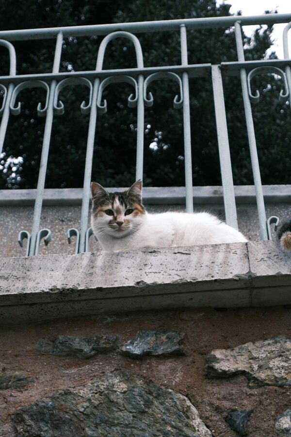 Street cat sitting on a stone wall in Istanbul