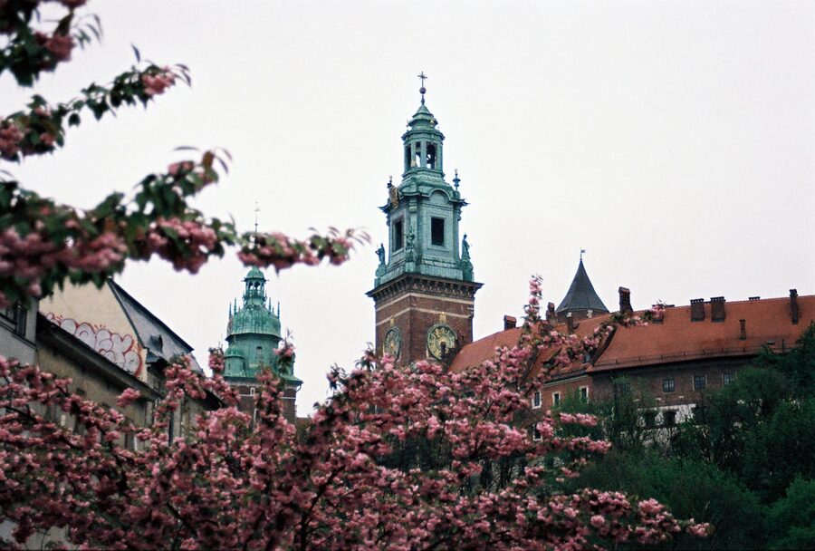Wawel Castle with cherry blossoms in Krakow