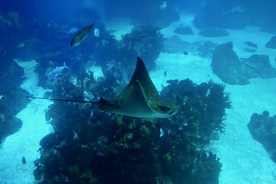 Manta ray at Lisbon Oceanário central tank